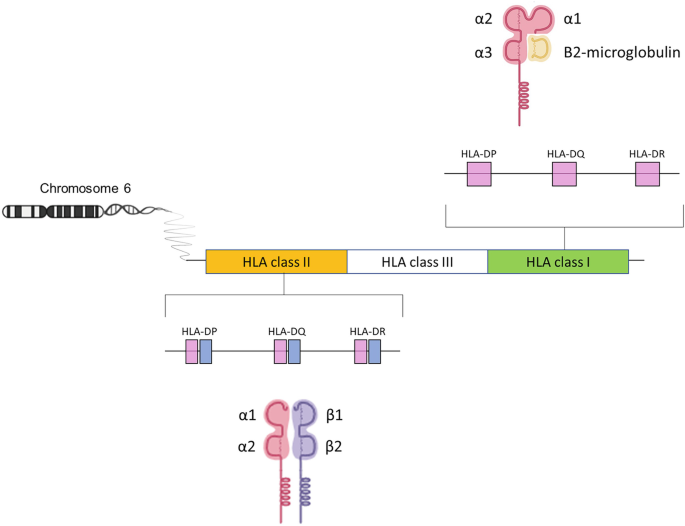 Immunogenetics of Cancer | SpringerLink