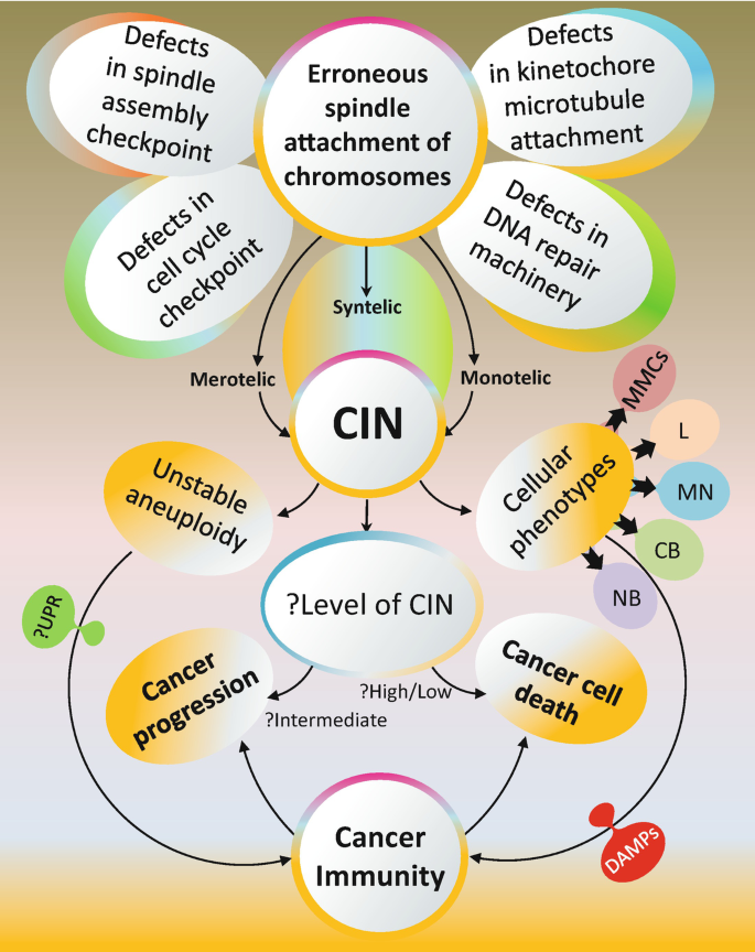 The Link Between Chromosomal Instability and Immunity in Cancer ...