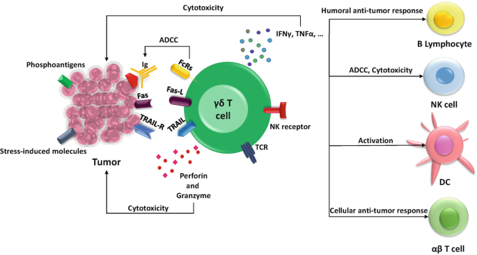 The Role of Gamma Delta T Cells in Cancer | Springer Nature Link
