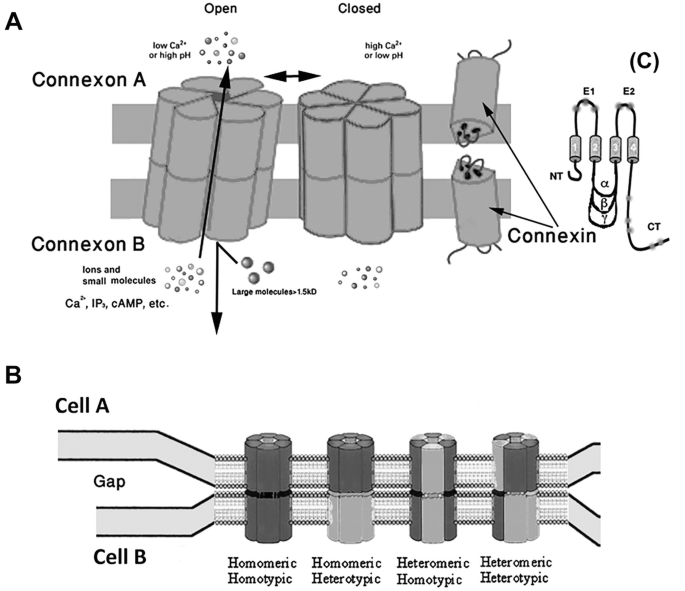 Intercellular Communication in Cancer | SpringerLink