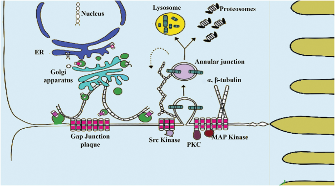 Intercellular Communication in Cancer | SpringerLink