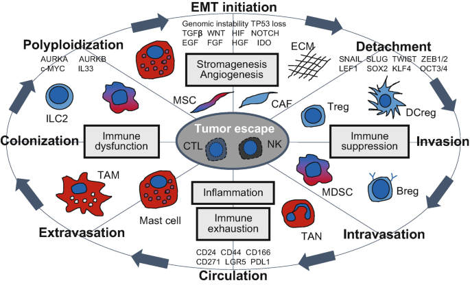 Immune Allies to Cancer Metastasis | Springer Nature Link