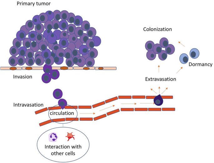 The Metabolism of Cancer Cells During Metastasis | SpringerLink