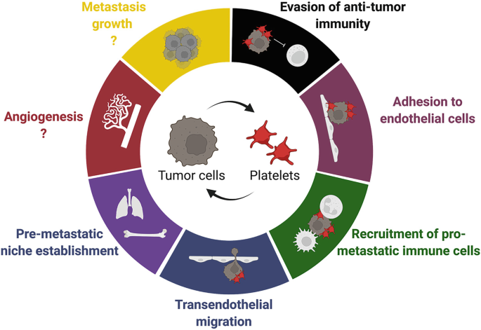 Interplay Between Cancer, Platelets, and Megakaryocytes During ...