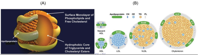 High-Density Lipoproteins and Cancer, with an Emphasis on Their Role in ...