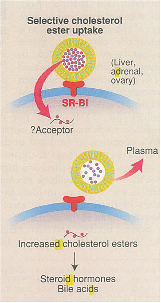 High-Density Lipoproteins and Cancer, with an Emphasis on Their Role in ...