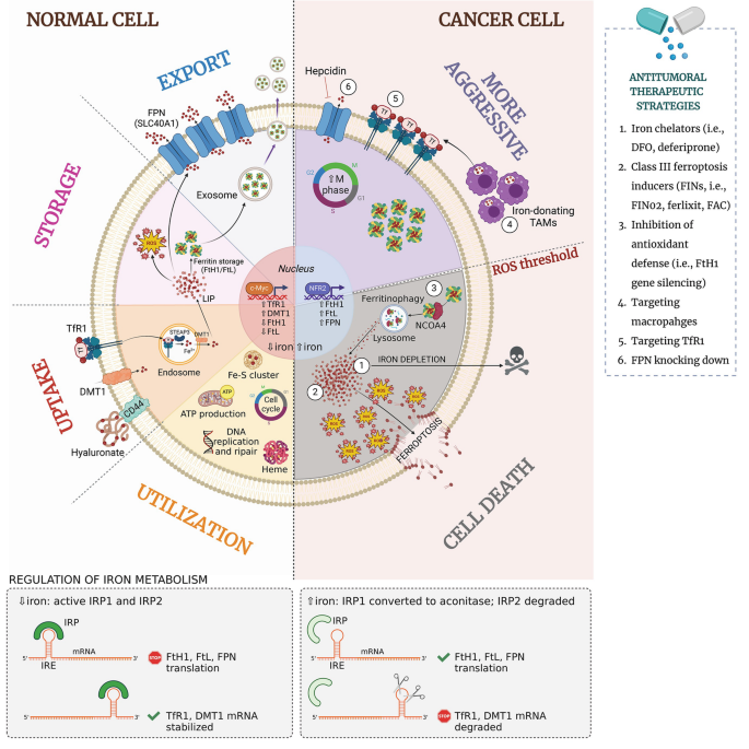Iron in Shaping Cancer Biology | Springer Nature Link