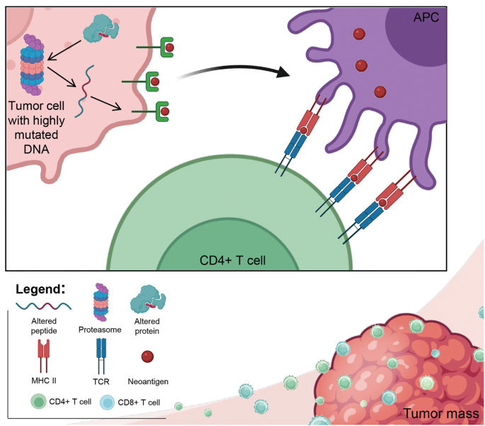 Mismatch Repair Status Characterization as an Immune-Related Biomarker ...