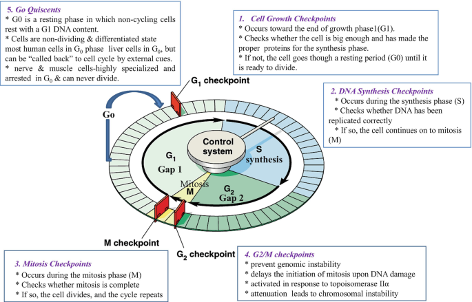 Role of Cyclin-Dependent Kinase Inhibitors (CKIs) as a Prognostic ...