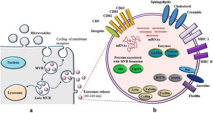 Exosome Detection for Early Cancer Diagnosis | Springer Nature Link