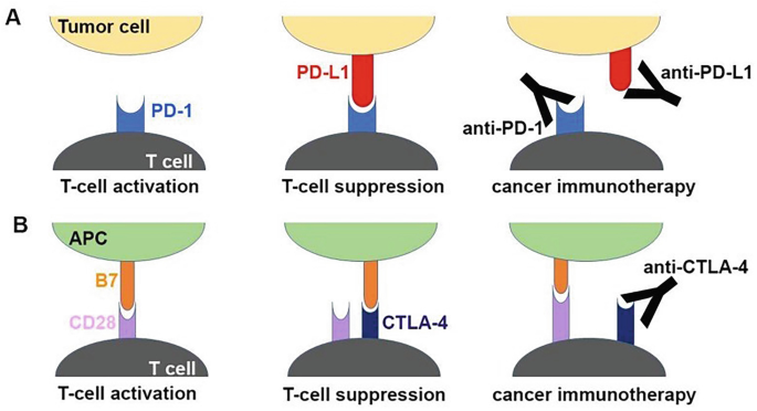Immune Checkpoint Therapy: A New Opportunity for Cancer Treatment ...