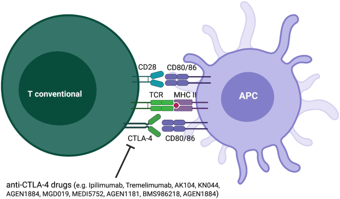 Biomarkers of Prediction of Immunotherapy and Updates on CTLA-4 Therapy ...