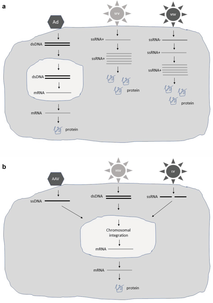 Applications of Viral Vectors for Cancer Immunotherapy | SpringerLink