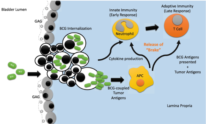 BCG Immunotherapy: Old Tool and New Concepts | Springer Nature Link