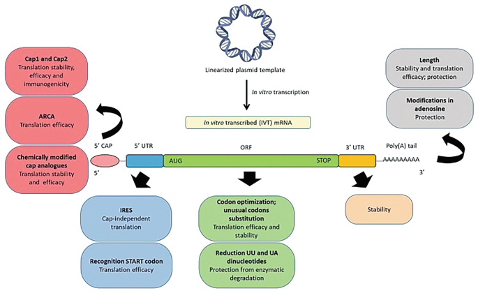 mRNA-Based Cancer Therapy and Challenges | SpringerLink