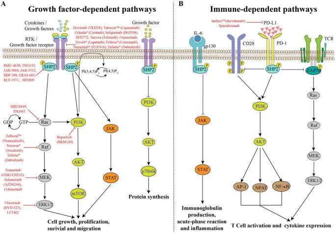 Targeting SHP2 for Cancer Treatment: Advances and Prospects | SpringerLink