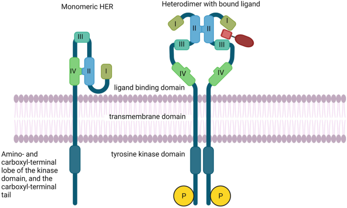HER Receptor, Current, and Emerging Therapeutic Targets | Springer ...
