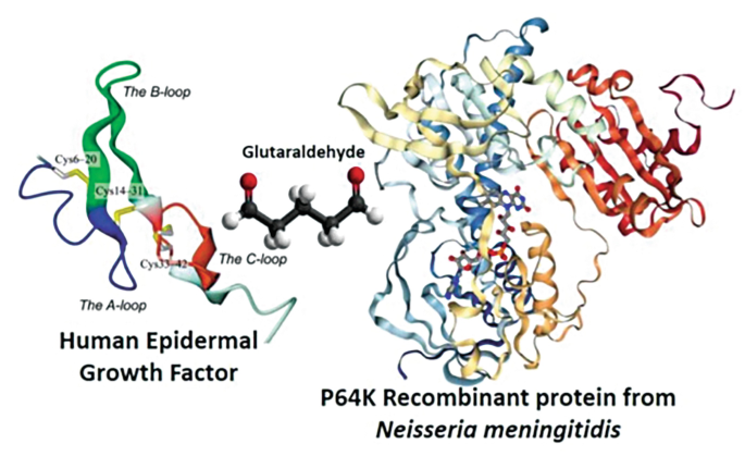 Immune Deprivation of Growth Factors as Cancer Therapy | SpringerLink