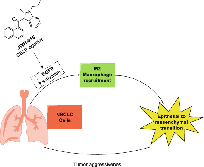 The Role of Cannabinoid Receptors Subtype 2 in Cancer | SpringerLink