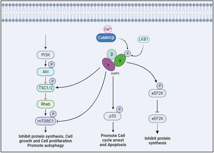 AMPK Signaling in Cancer | SpringerLink