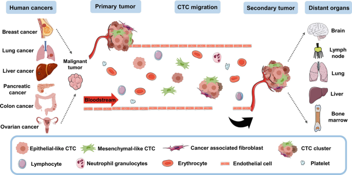 Circulating Tumor Cells in the Early Detection of Human Cancers ...
