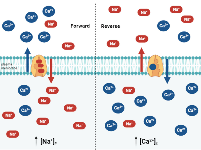 Emerging Roles of Sodium/Calcium Exchangers in Cancer | SpringerLink