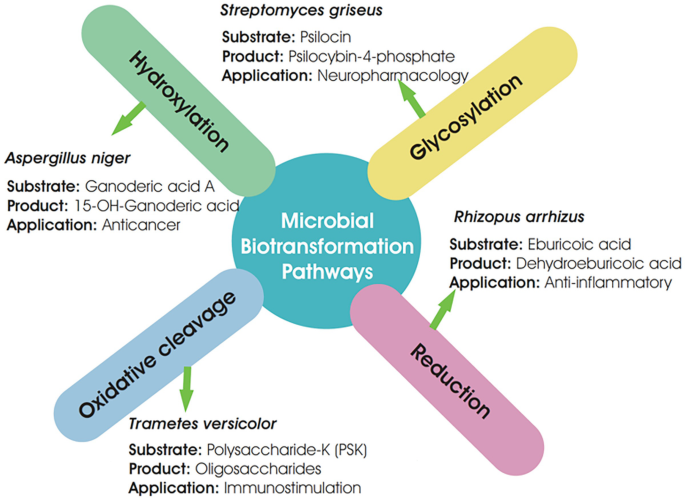 Enzymatic and Microbial Biotransformation of Mushroom-Derived Compounds ...