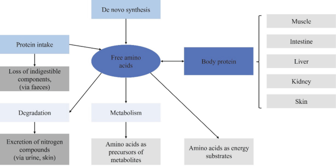 Nutrition in ICU Proteins and Amino Acids | Springer Nature Link ...