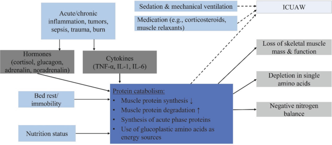 Nutrition in ICU Proteins and Amino Acids | Springer Nature Link ...