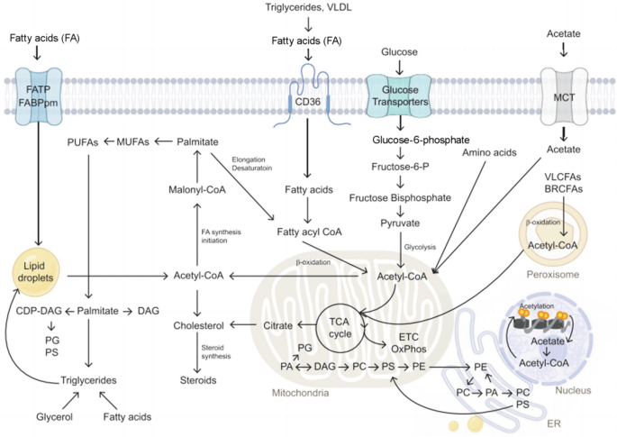 Lipids in Nutritional Therapy | Springer Nature Link