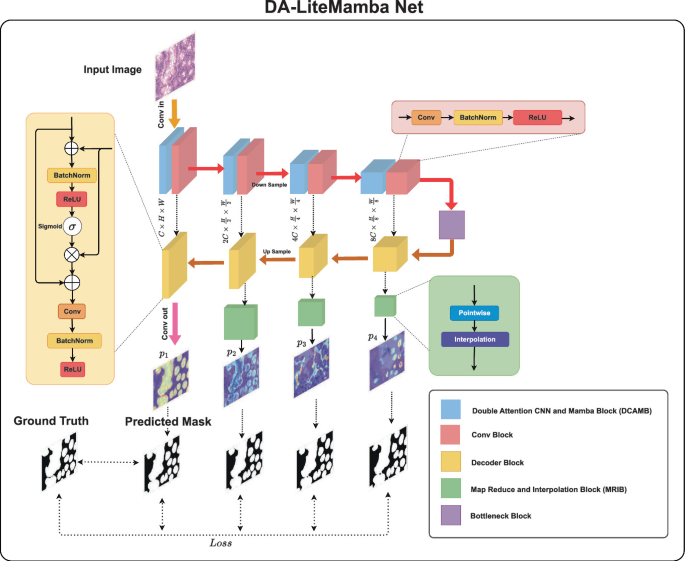 A Lightweight Hybrid CNN-Mamba Model with Dual Attention for Efficient ...