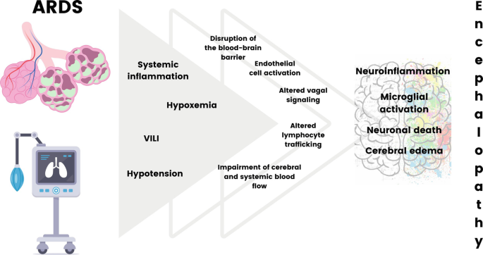 Brain-Lung Crosstalk and Mechanical Ventilation | Springer Nature Link ...