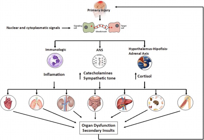 Molecular Crosstalk in Traumatic Brain Injury | SpringerLink