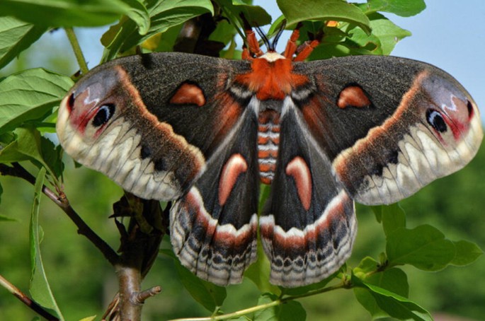 Insects and Other Invertebrates | SpringerLink