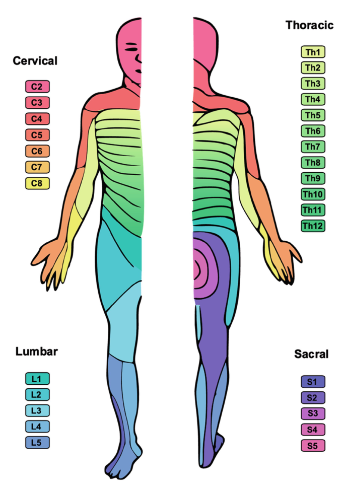Spinal Cord and Spine Injury | Springer Nature Link (formerly SpringerLink)