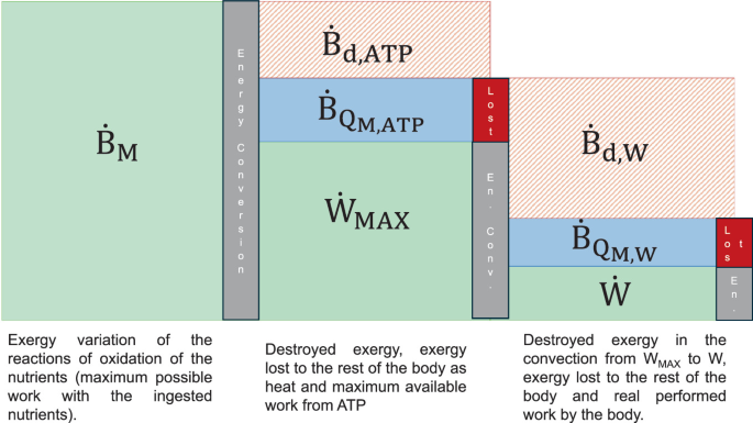Exergy Analysis of the Human Body | SpringerLink