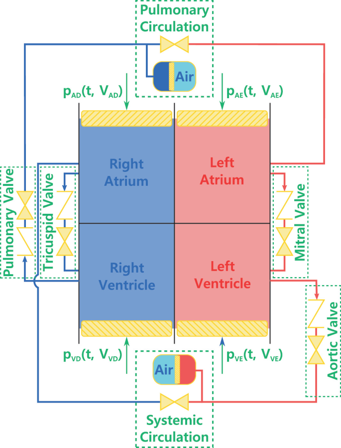 Circulatory System | SpringerLink