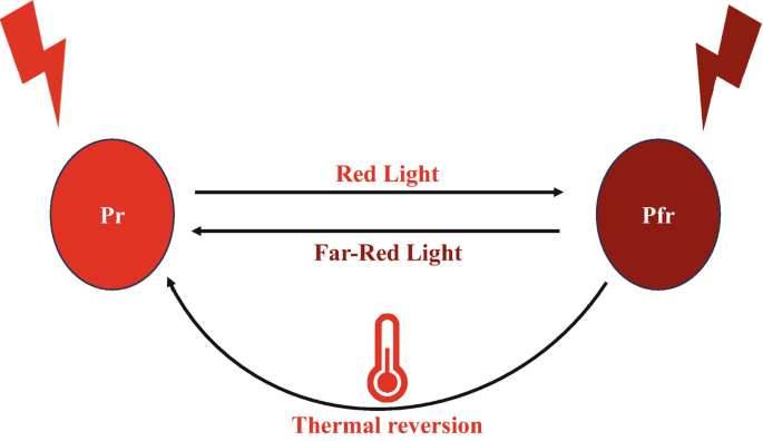 Mechanism of Temperature Perception, Signalling and Acclimation in ...