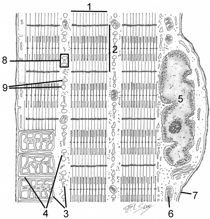 Muscle Tissues | Springer Nature Link
