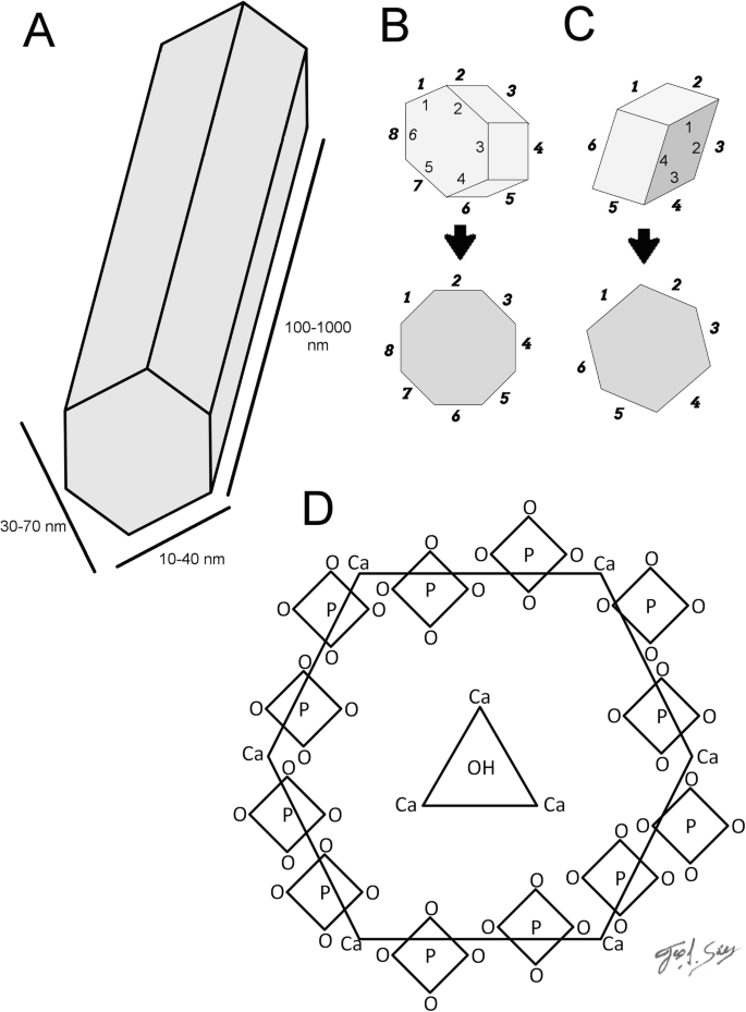 Enamel | SpringerLink