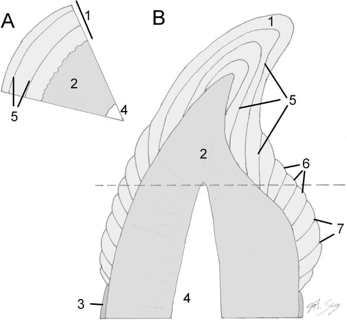 Enamel | SpringerLink