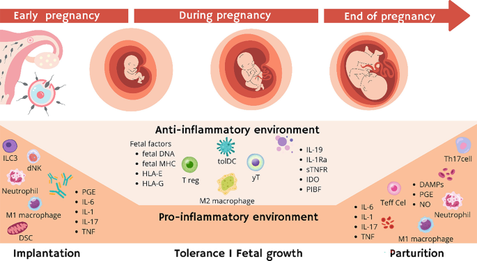 Impact of Maternal Immune Response on Oral Health and Pregnancy ...