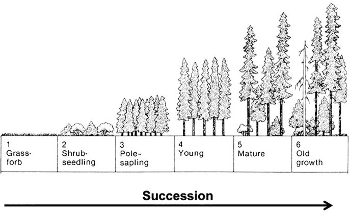 Fire as an Agent of Disturbance | SpringerLink