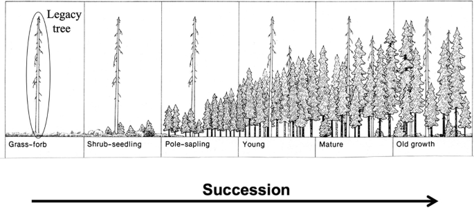 Fire as an Agent of Disturbance | Springer Nature Link