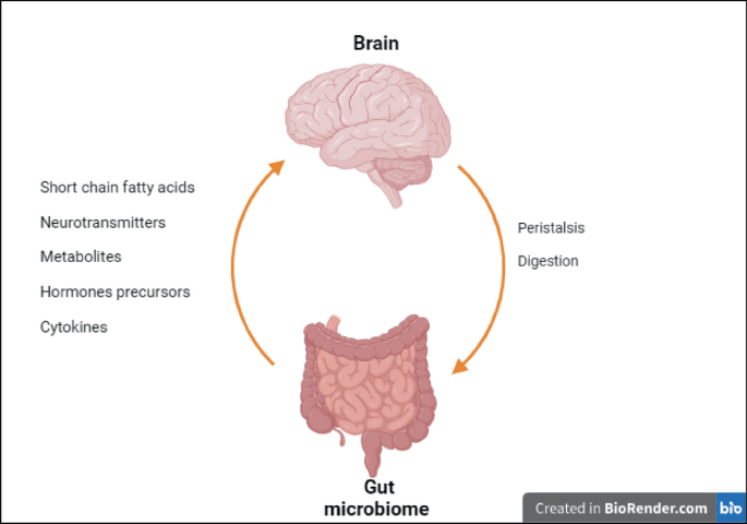 Future of Gut Microbiota as a Promising Treatment Target for Mental ...