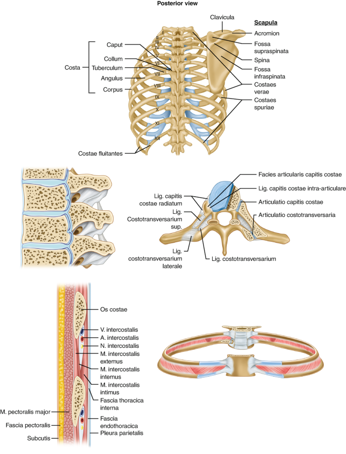 The Thoracic Spine | Springer Nature Link