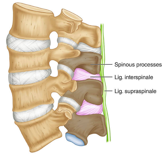 Lumbar Spine: Diagnosis and Therapy with Neural Therapy | Springer ...