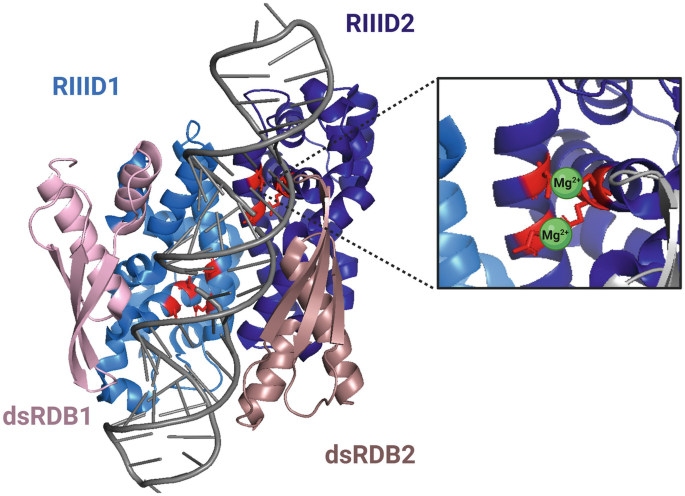RNase III Enzymes and Their Accessory Domains | SpringerLink