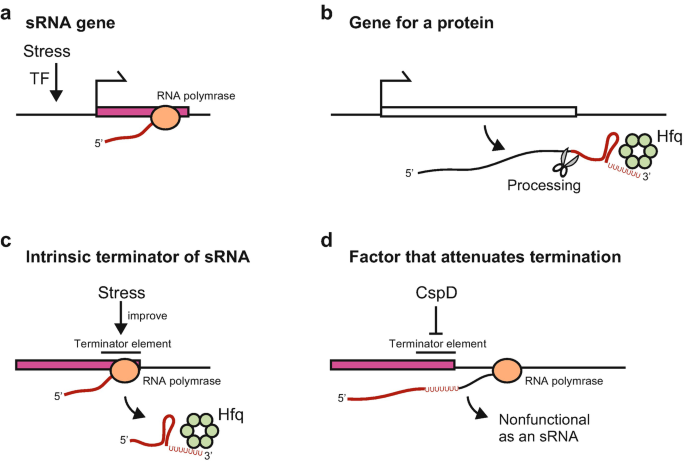 Conserved and Diverse Functions of Bacterial Small RNAs | Springer ...