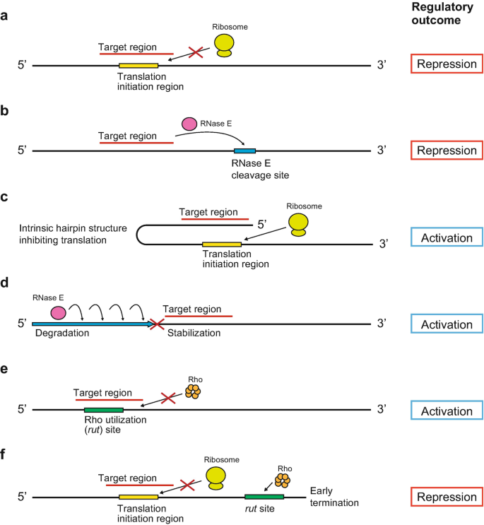 Conserved and Diverse Functions of Bacterial Small RNAs | SpringerLink